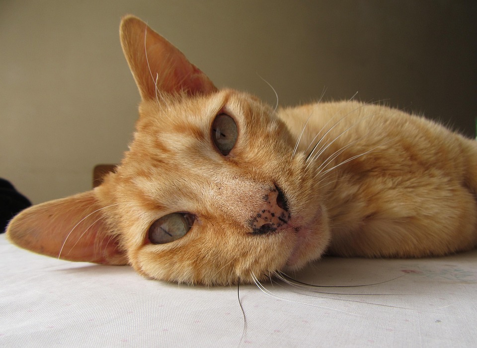 Cat Mascot Domestic Feline - Free photo on Pixabay - Pixabay