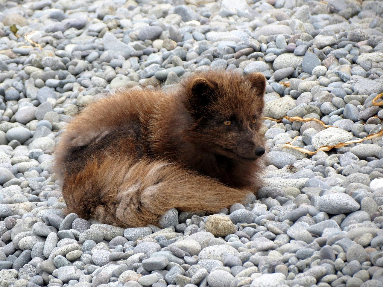 80+ kostenlose Polarfuchs & Fuchs Fotos - Pixabay