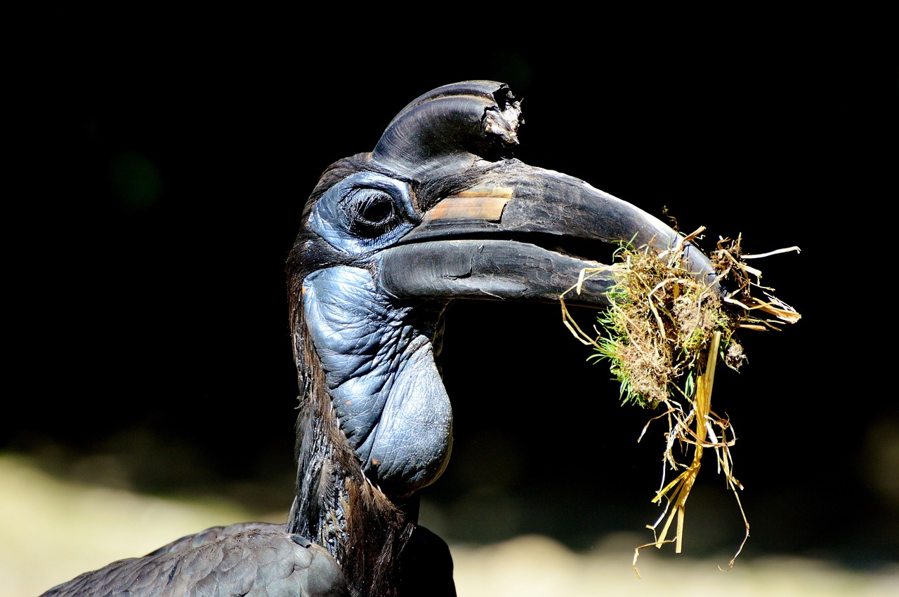 Cálao Cuervo Bucorvus - Foto gratis en Pixabay - Pixabay