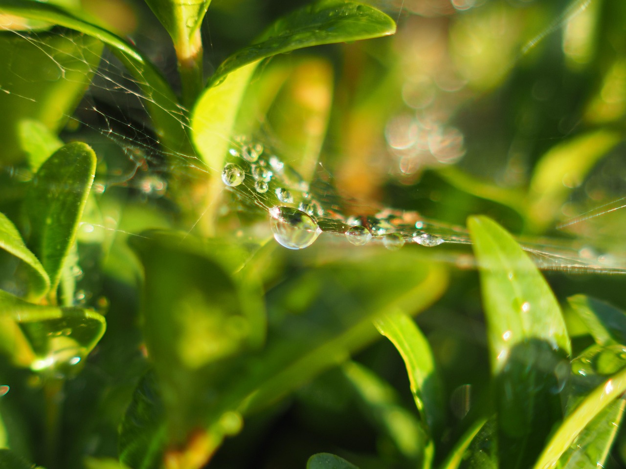 Dewdrop Morning Dew Close - Free photo on Pixabay - Pixabay
