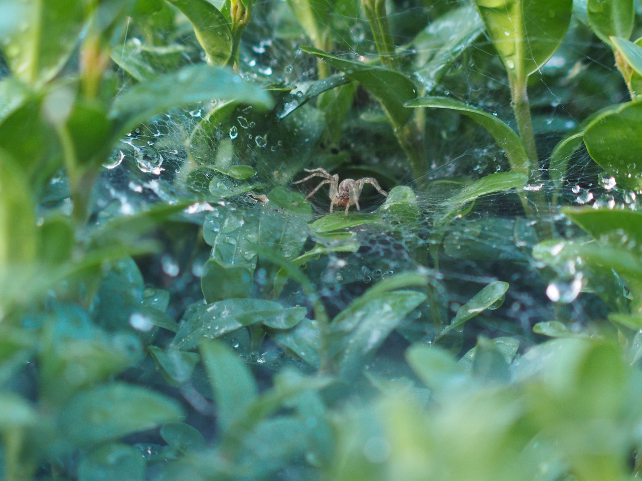 Spider Web Nature Close - Free photo on Pixabay - Pixabay