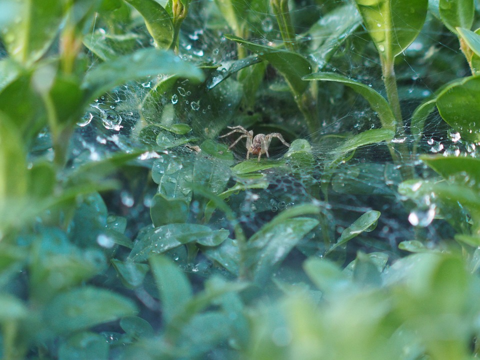 Spider Web Nature Close Free Photo On Pixabay Pixabay