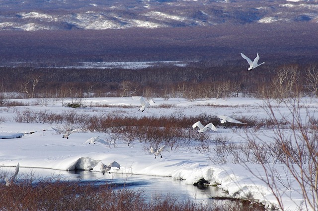 The Wild Swans Whooping Flock - Free photo on Pixabay - Pixabay