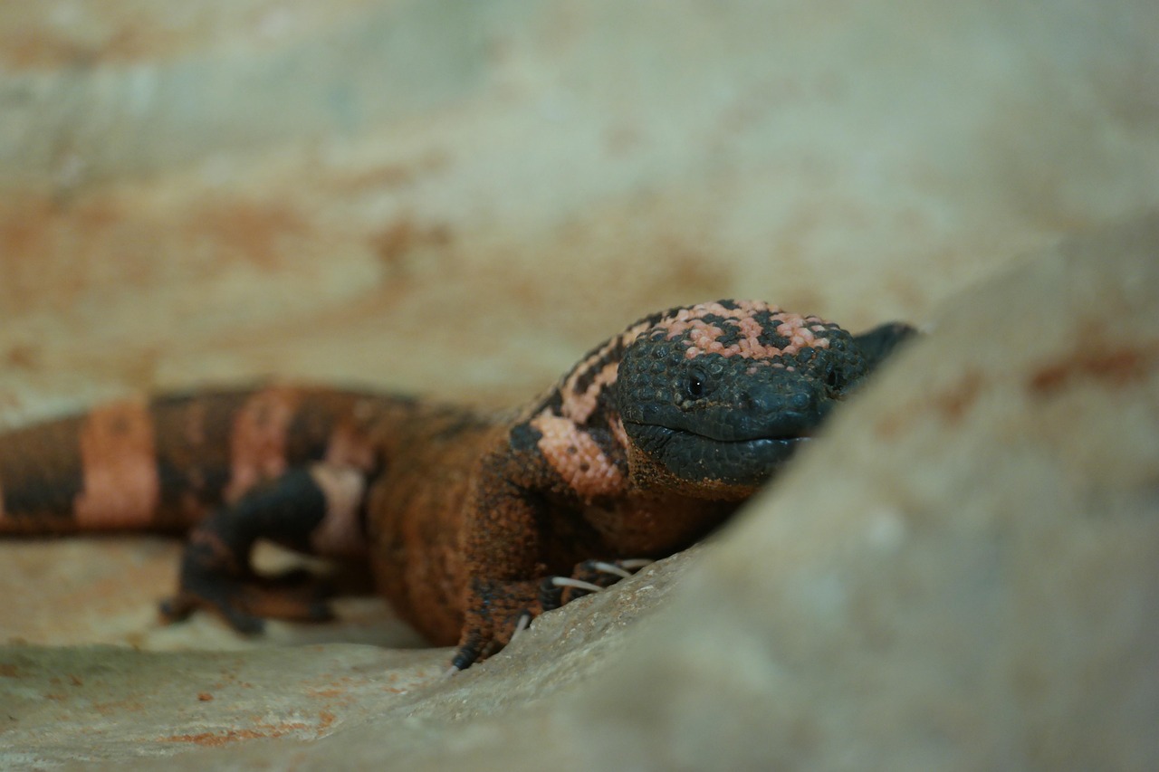 20,000+ Free House Lizard & Lizard Images - Pixabay