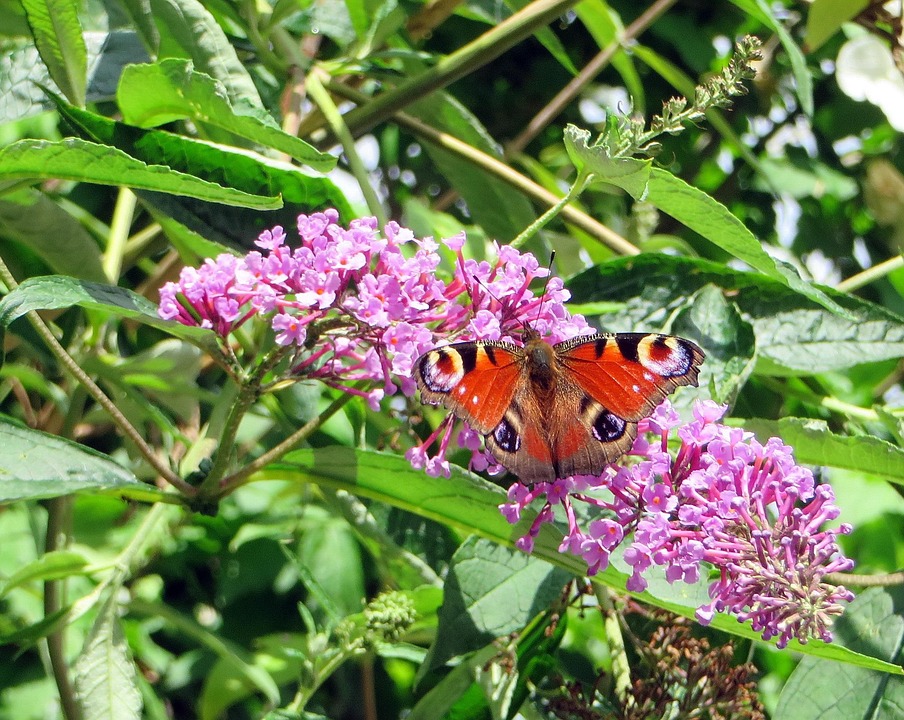 Paon-Du-Jour Fluture Papilio Io - Fotografie gratuită pe Pixabay