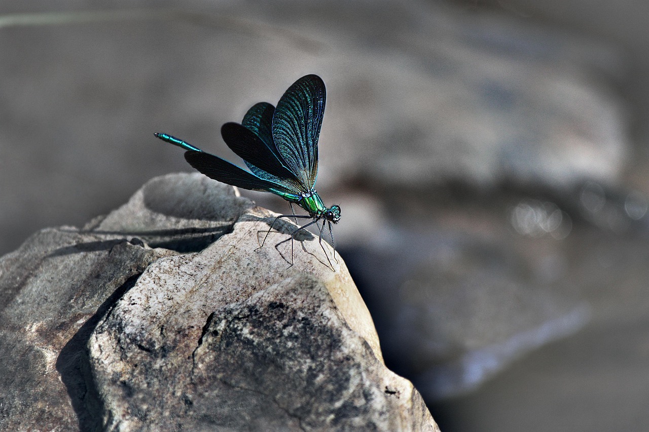 6,000+ Dragonfly Pictures & Images [HD] - Pixabay