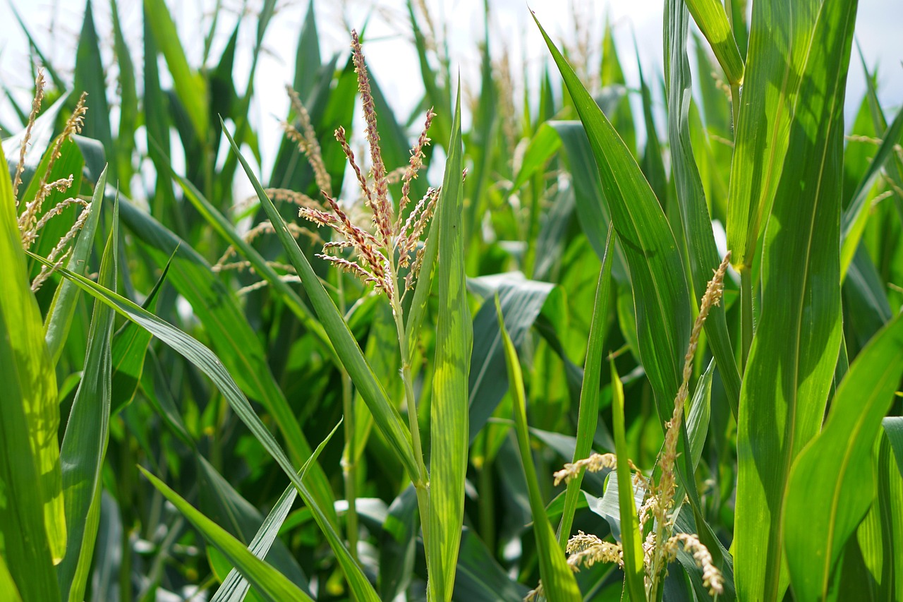 Milharal Milho Cultivo De - Foto gratuita no Pixabay - Pixabay