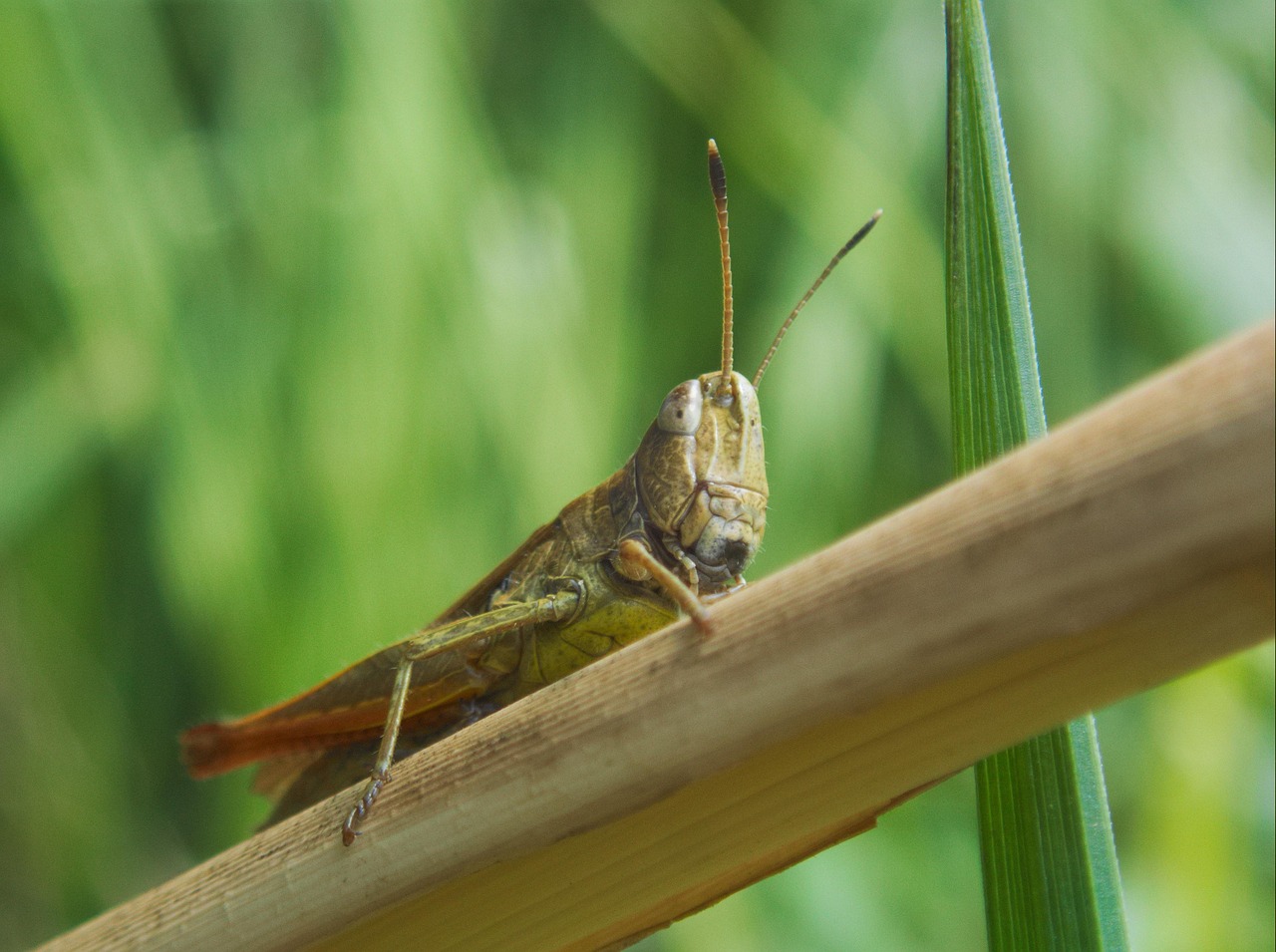 Konik Polny Owad Ścieśniać - Darmowe zdjęcie na Pixabay - Pixabay