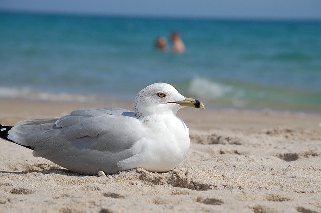 Plage Mouette Portrait - Photo gratuite sur Pixabay - Pixabay