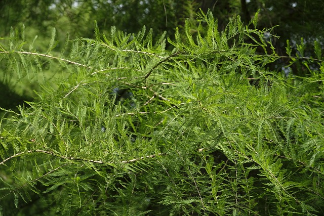 Pohon Daun-Daun Jarum - Foto gratis di Pixabay