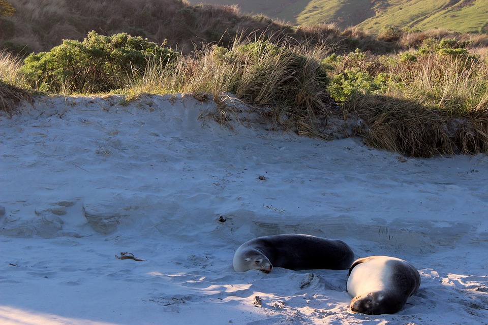 Seals Beach Animals - Free photo on Pixabay - Pixabay