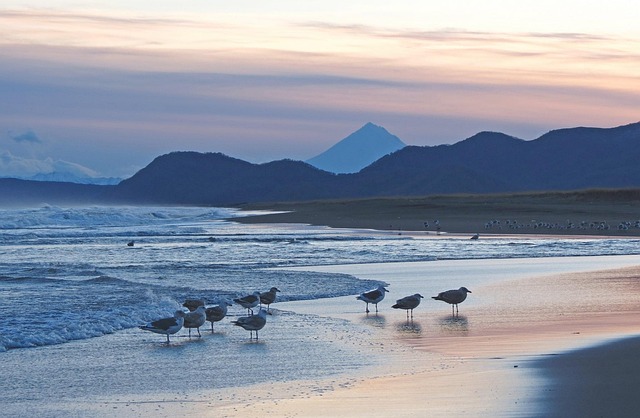 Samudera Pasifik Pesisir Pantai - Foto gratis di Pixabay - Pixabay