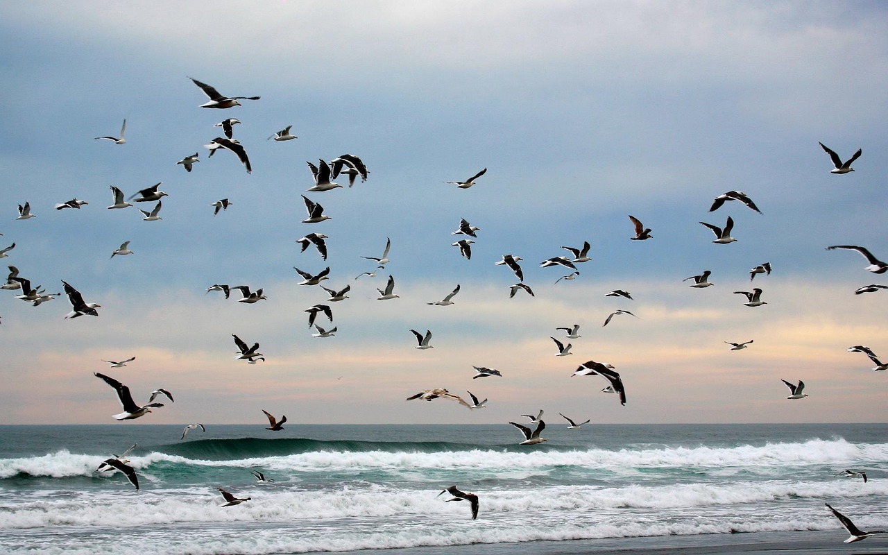 Samudera Pasifik Pesisir Pantai - Foto gratis di Pixabay - Pixabay