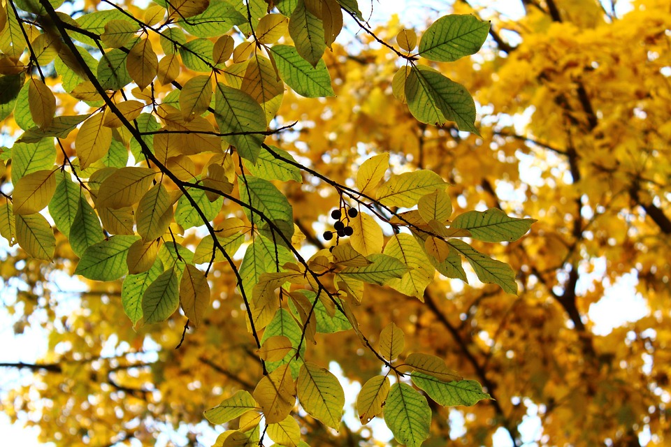 Frunze Fructe De Padure Toamna Fotografie Gratuită Pe Pixabay