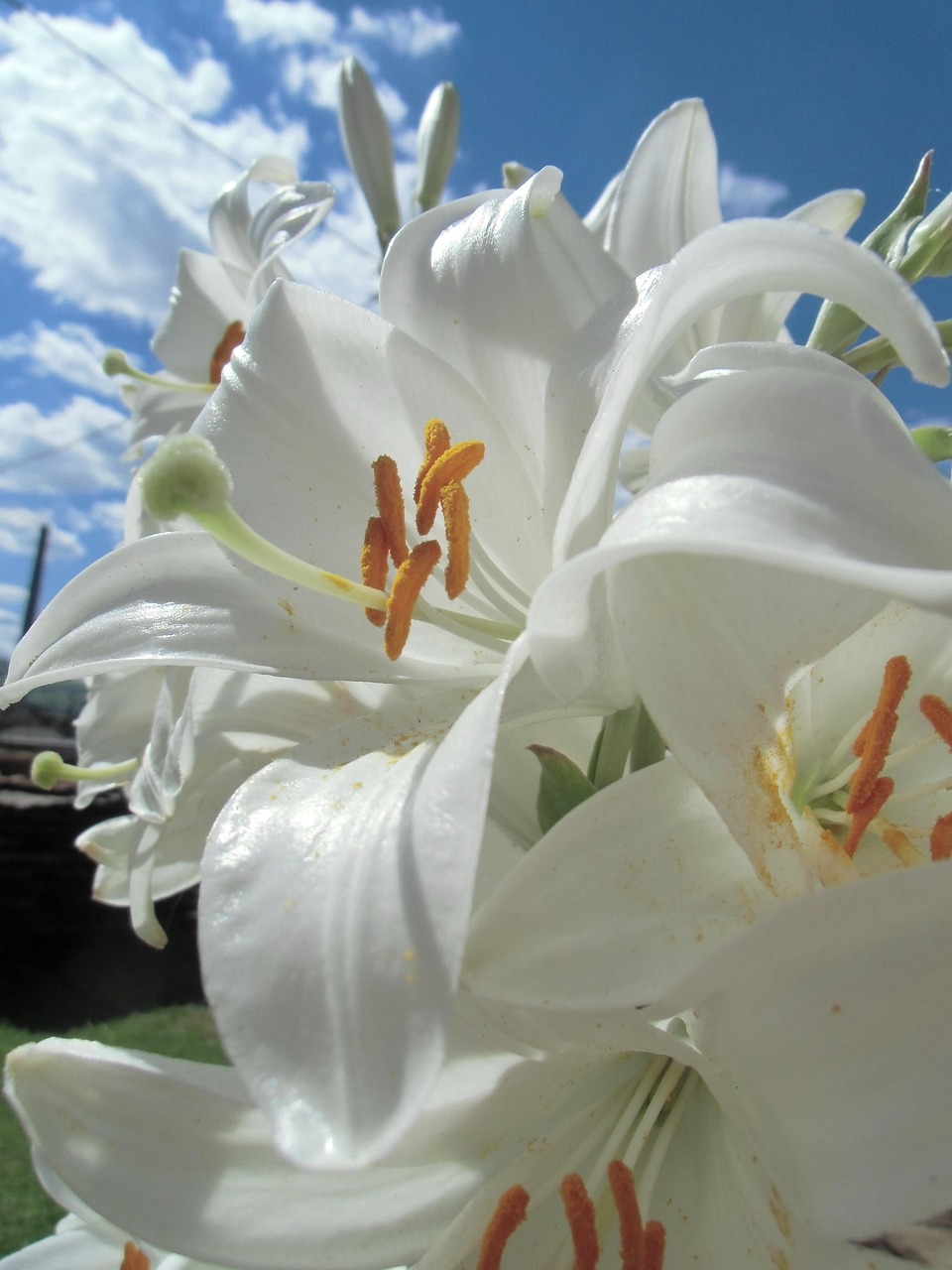 Beautifull Lilies Nature - Free photo on Pixabay