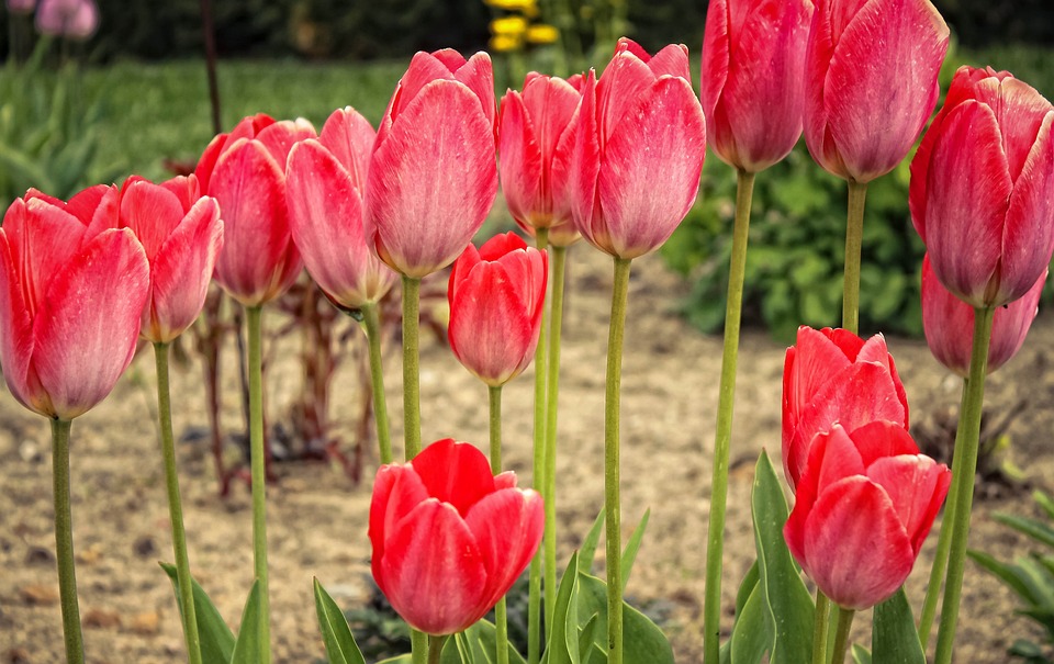 Tulip Nature Beauty Of - Free photo on Pixabay - Pixabay