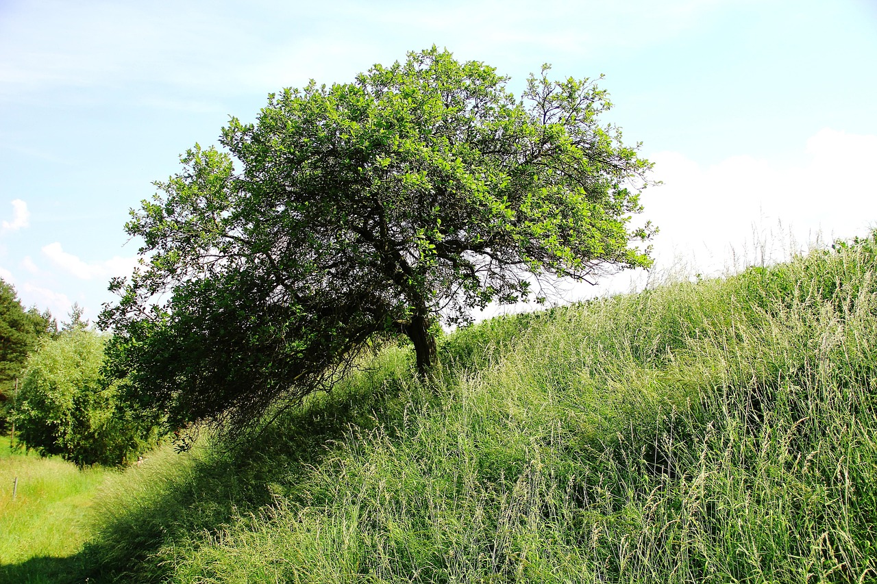 Groupe D'Arbres Paysage La Nature - Photo gratuite sur Pixabay - Pixabay