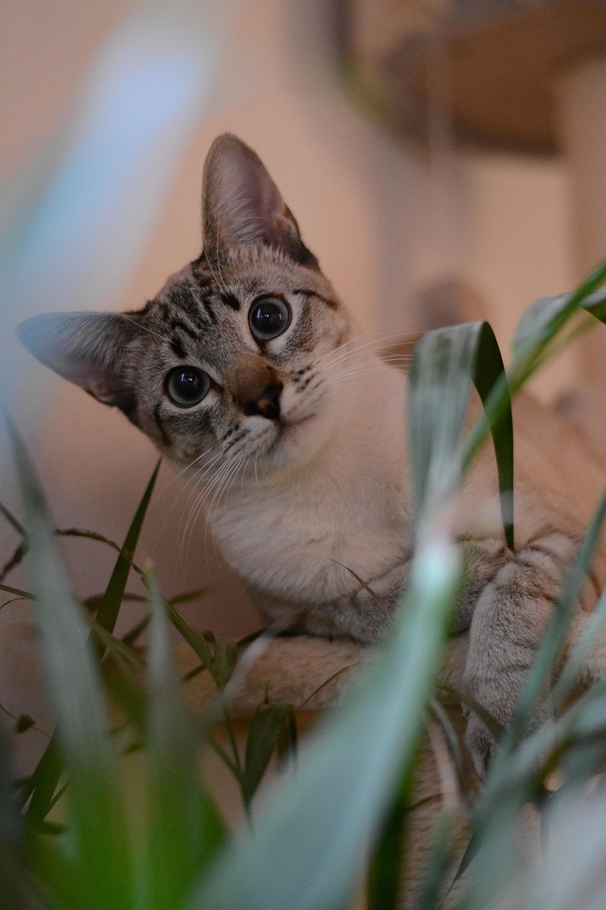 100+ Free Cuddle Kitten & Cat Images - Pixabay