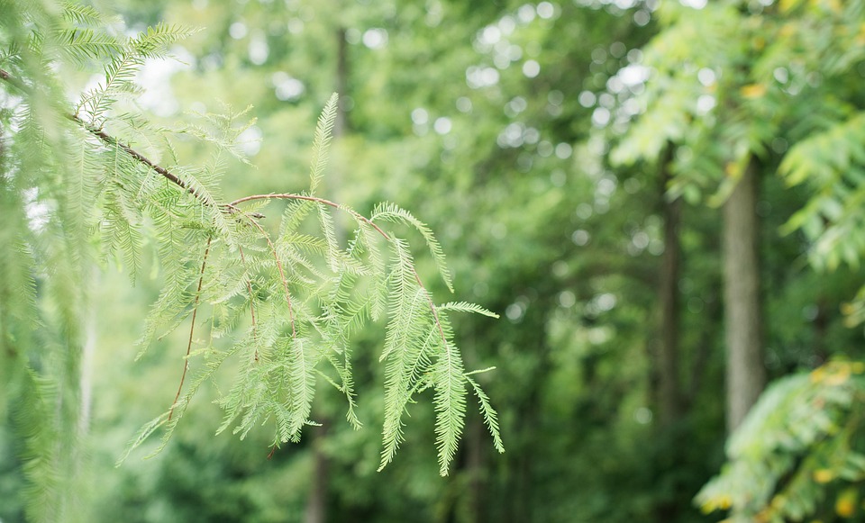 Árbol Verde El Verano - Foto gratis en Pixabay - Pixabay