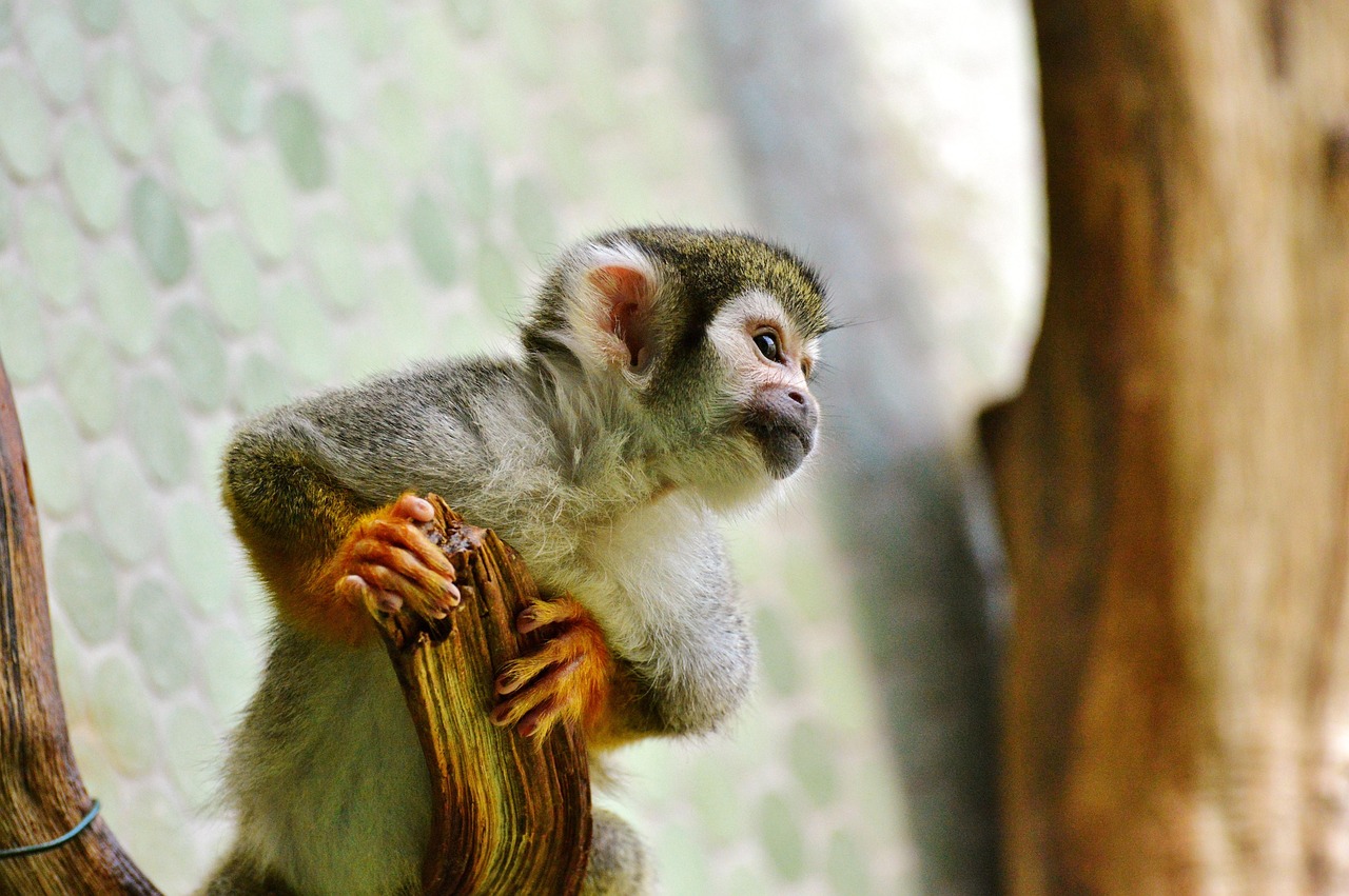 7,000+ Free Capuchin Monkey & Ape Images - Pixabay