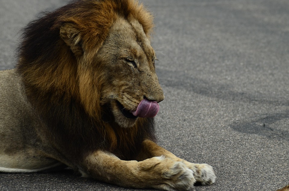 Lion Afrique Safari Chat - Photo gratuite sur Pixabay