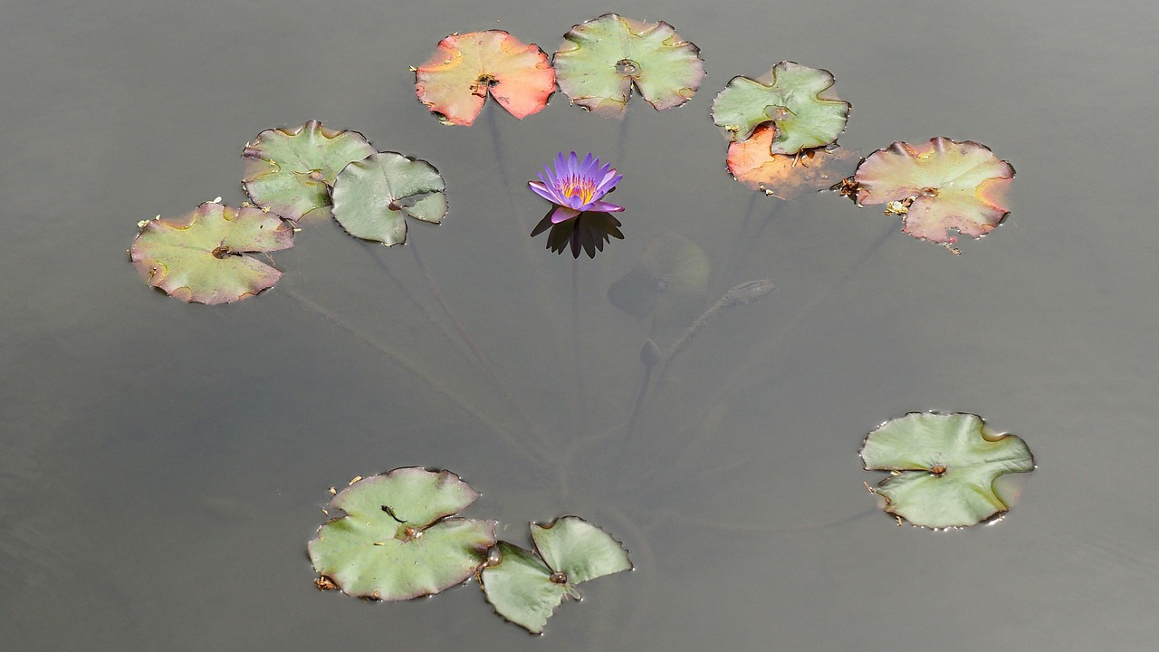 Nature Nénuphar Etang - Photo gratuite sur Pixabay - Pixabay