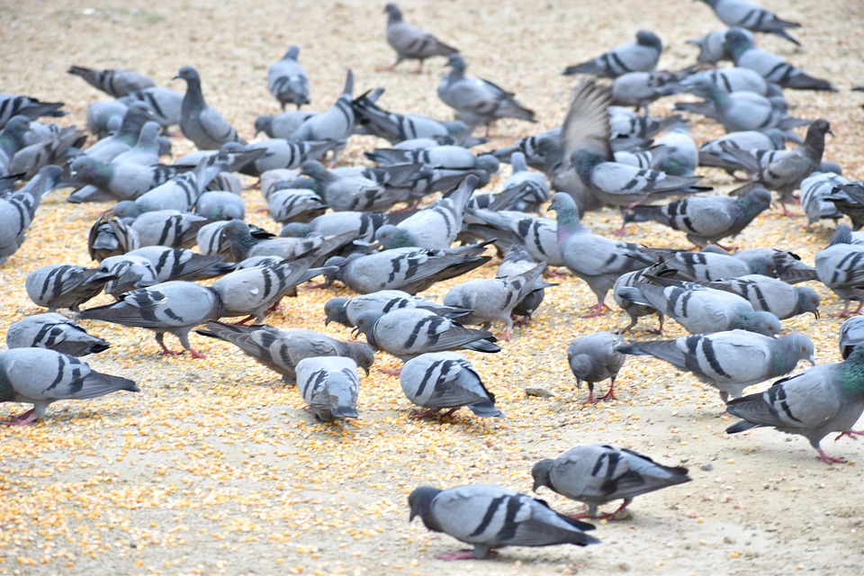 Pigeons Birds Feeding - Free photo on Pixabay