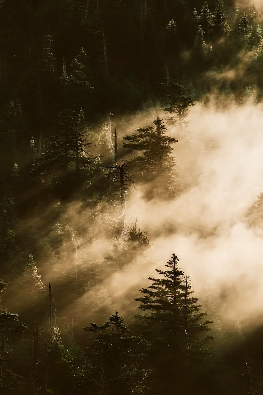Smoky Mountains Sunrise Fog - Free photo on Pixabay - Pixabay