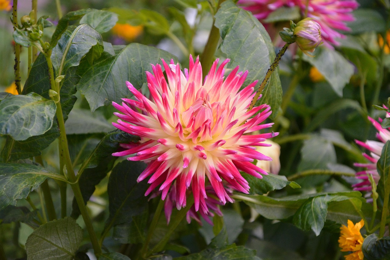 Fleurs Jardin Massif Plante - Photo gratuite sur Pixabay - Pixabay