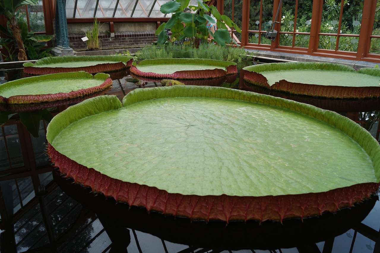 Lily Air Lembar Kolam - Foto gratis di Pixabay - Pixabay