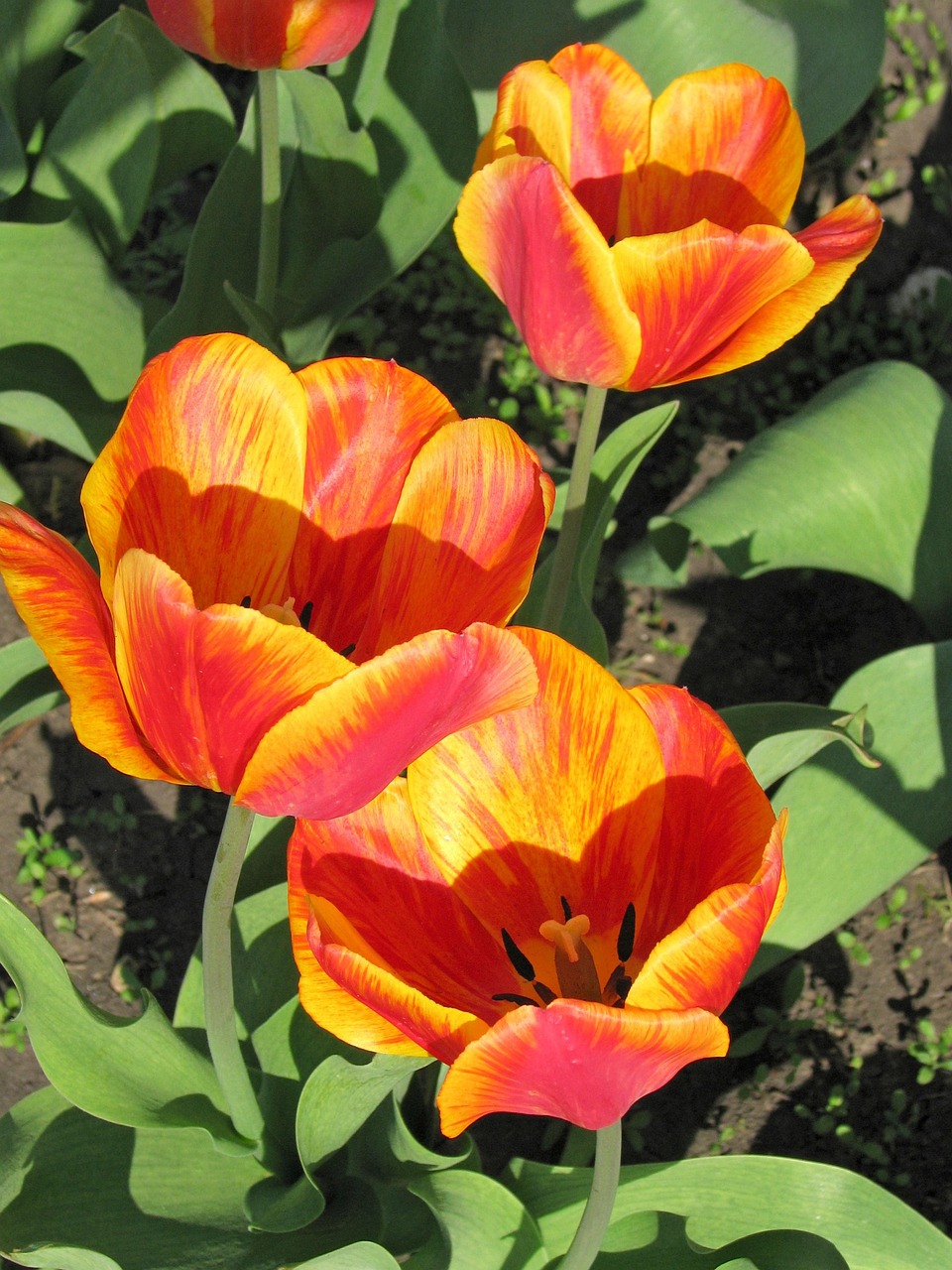 Tulipanes Primavera Amarillo-Rojo - Foto gratis en Pixabay - Pixabay