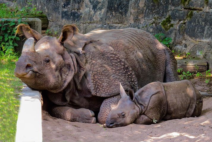 1,000+ Rhinoceros Pictures and Images in HD - Pixabay