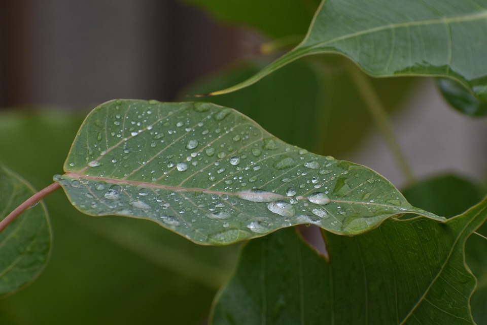Pipal ใบไม้ติ ฝนตก - ภาพฟรีบน Pixabay - Pixabay