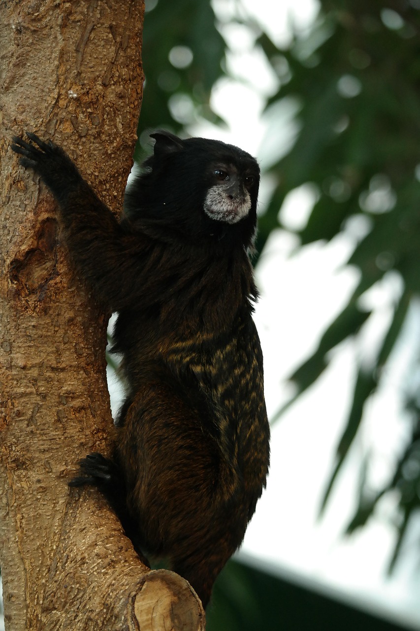 Ape Animal Mammal - Free photo on Pixabay