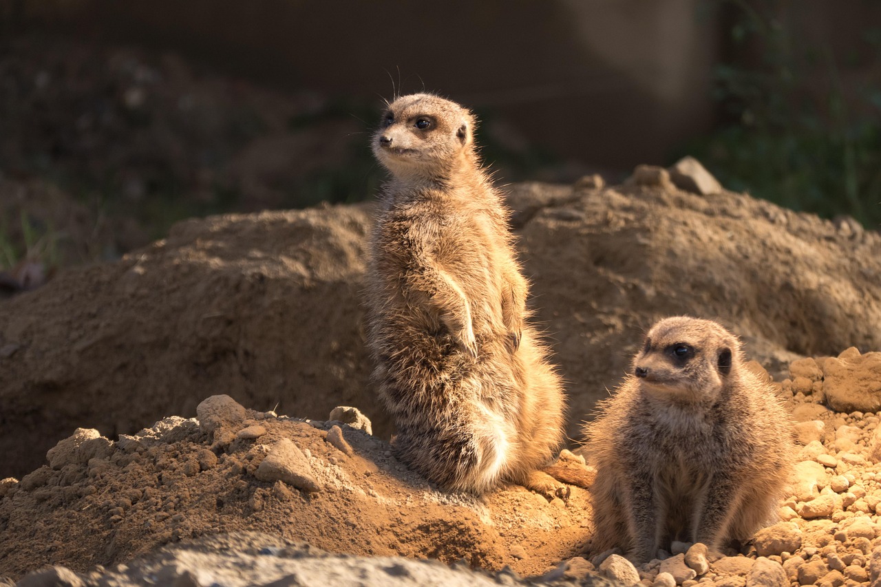 Suricata Zoo Animales - Foto gratis en Pixabay - Pixabay
