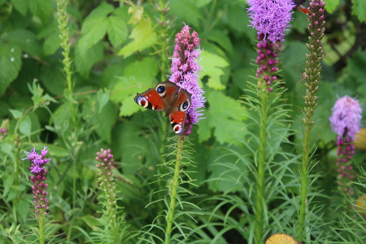 Plante De Jardin Papillon Fleurs - Photo gratuite sur Pixabay - Pixabay