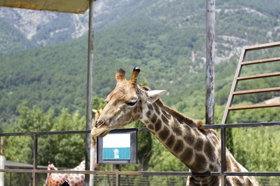 Girafa Jardim Zoológico Natureza - Foto gratuita no Pixabay - Pixabay