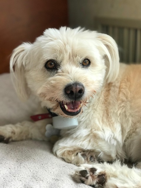 Dog Puppy Havanese - Free photo on Pixabay