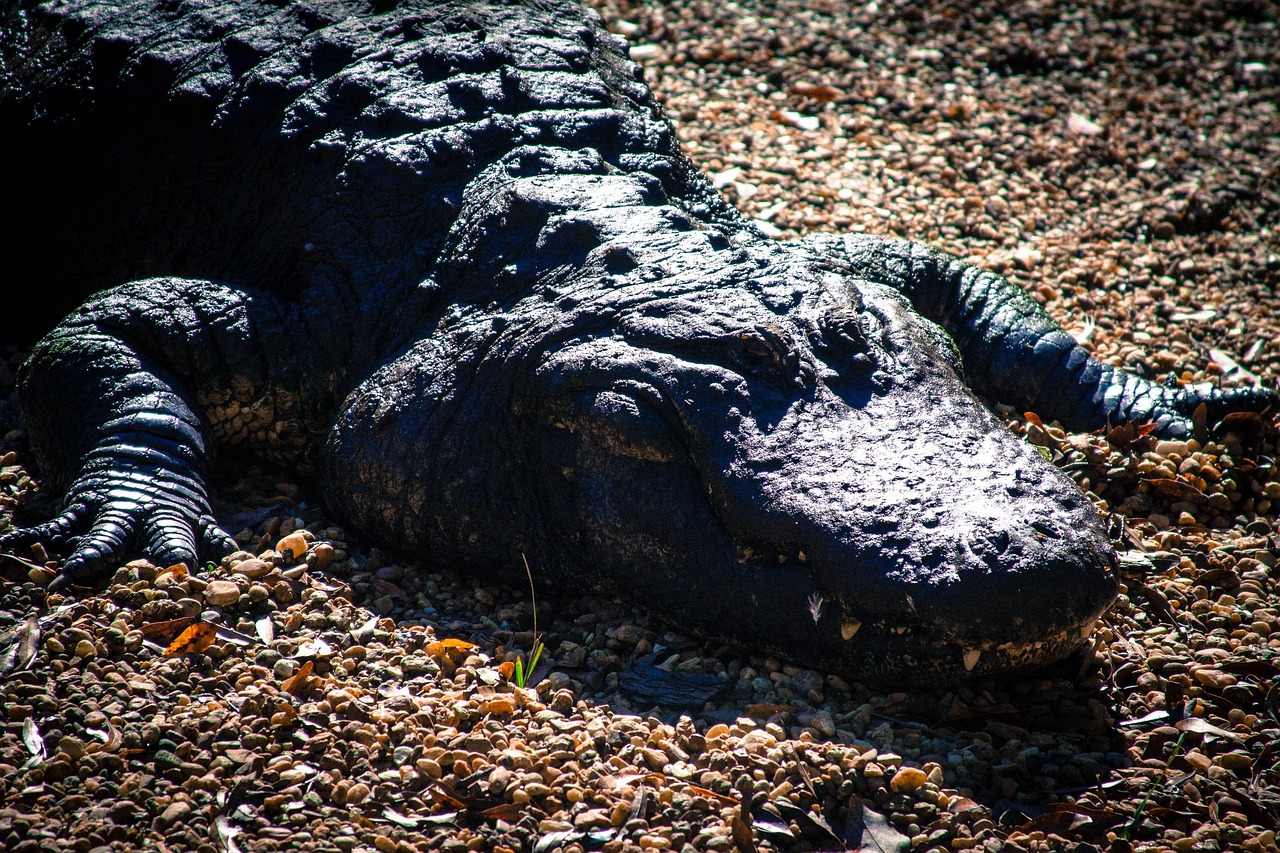 Alligator Nature Animal - Free photo on Pixabay - Pixabay