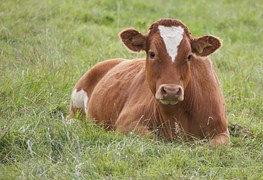 Foto gratis: Ganado, Bovino, Cachos, Animal - Imagen gratis en Pixabay ...