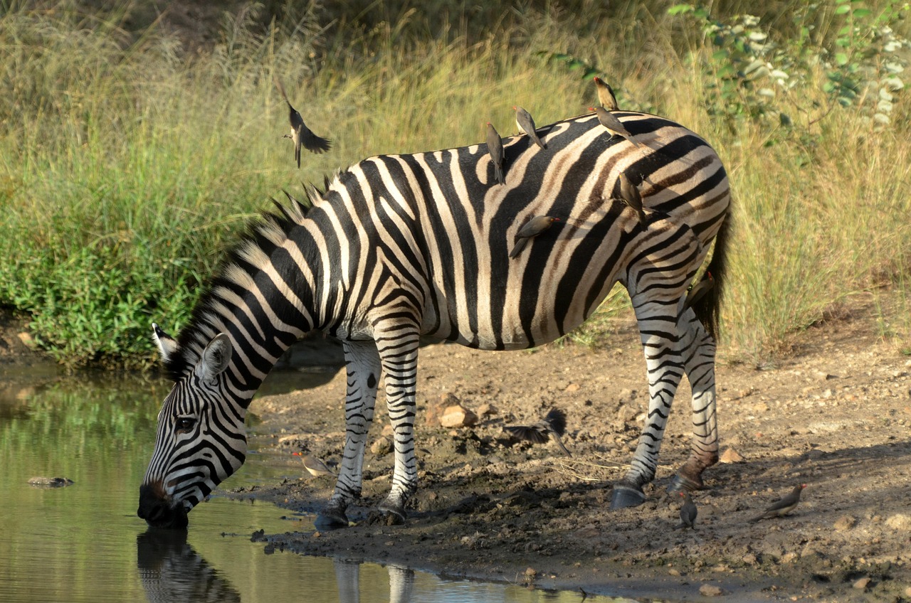 10.000+ kostenlose Safari South Africa und Safari-Bilder - Pixabay
