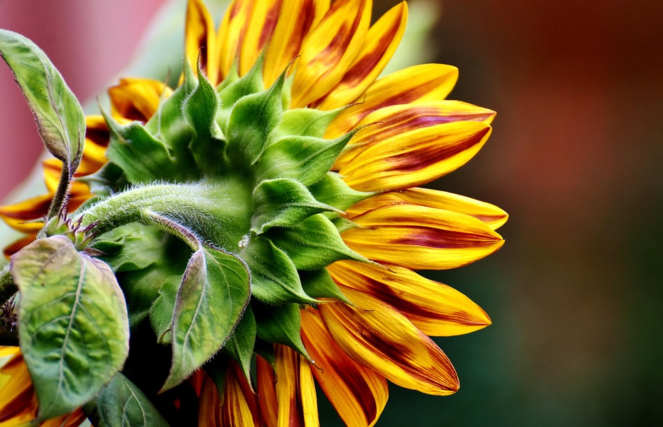 Sunflower Summer Garden - Free photo on Pixabay