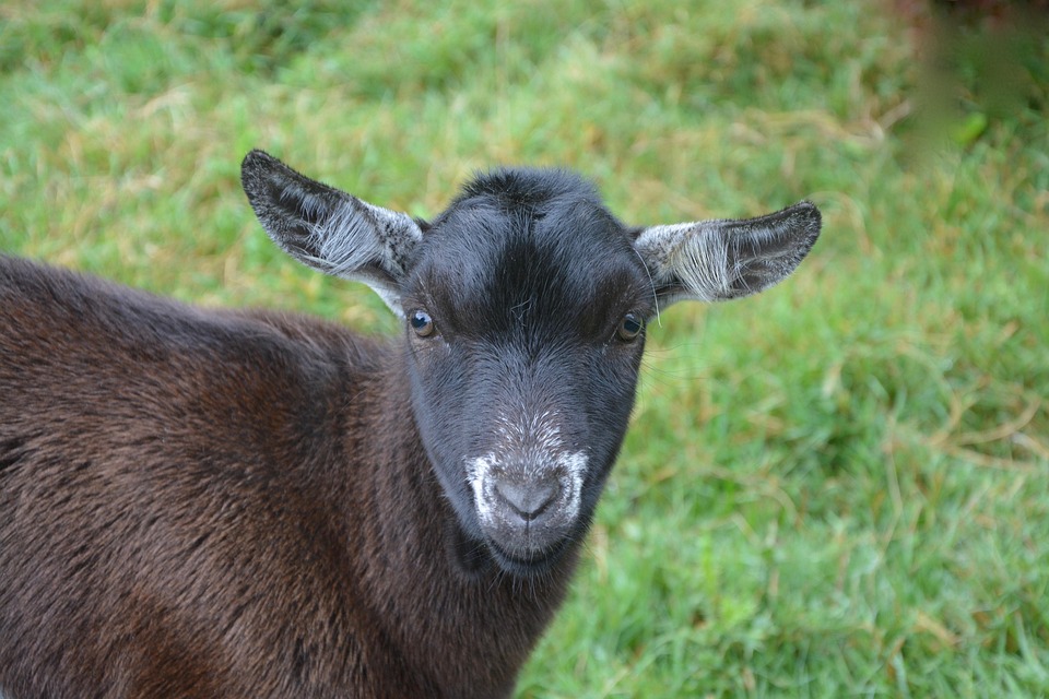 Goat Motte No Horn Ruminant - Free photo on Pixabay - Pixabay