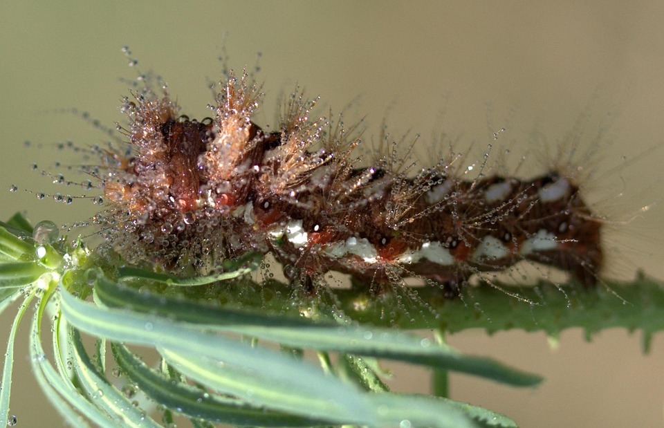 Caterpillar The Larva Brown - Free photo on Pixabay - Pixabay