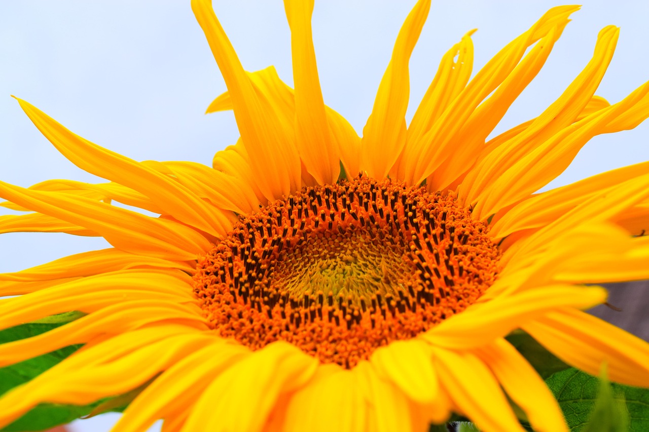 Sunflower Flower Blossom - Free photo on Pixabay - Pixabay