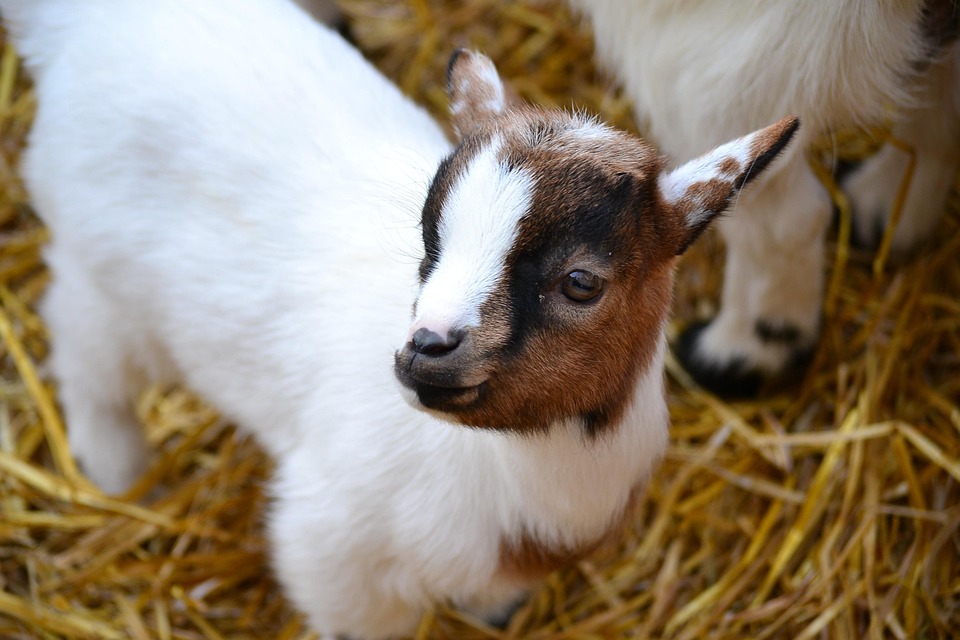 Animales Cabra Naturaleza - Foto gratis en Pixabay - Pixabay