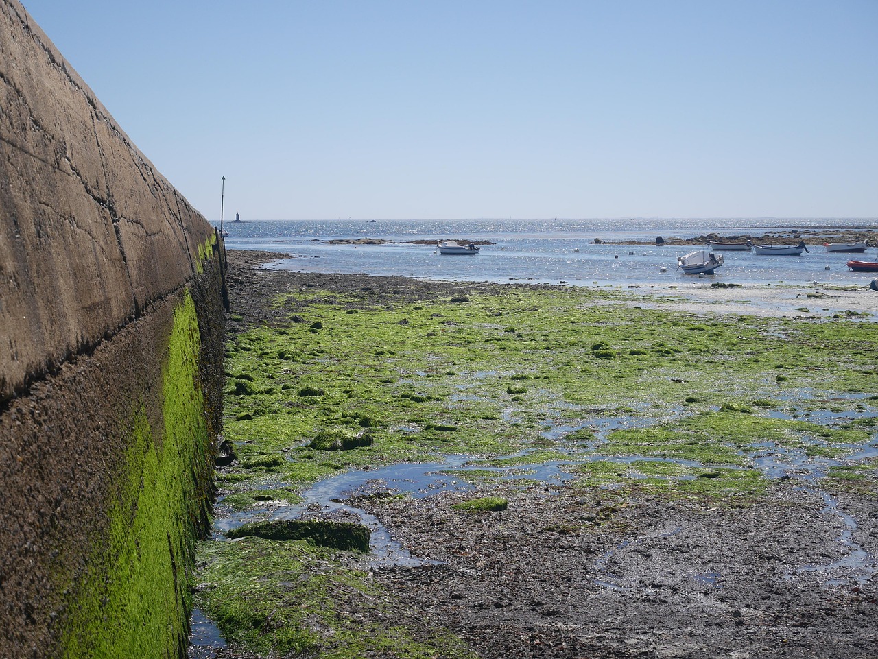 Algae Green Pier - Free photo on Pixabay