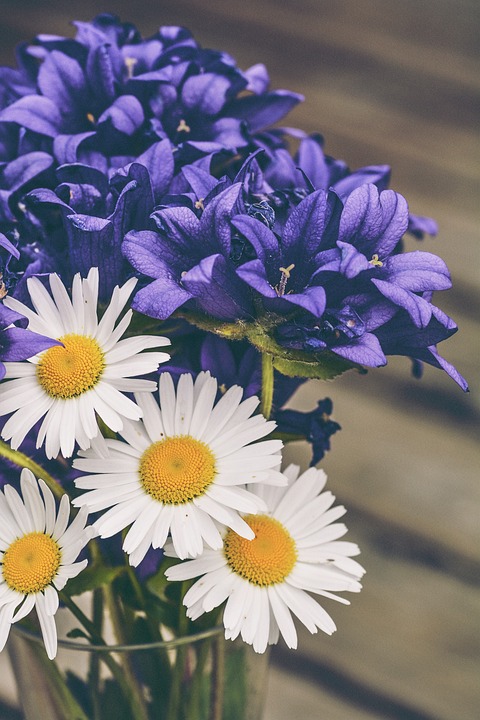 Fleurs Mauve Bleu - Photo gratuite sur Pixabay - Pixabay