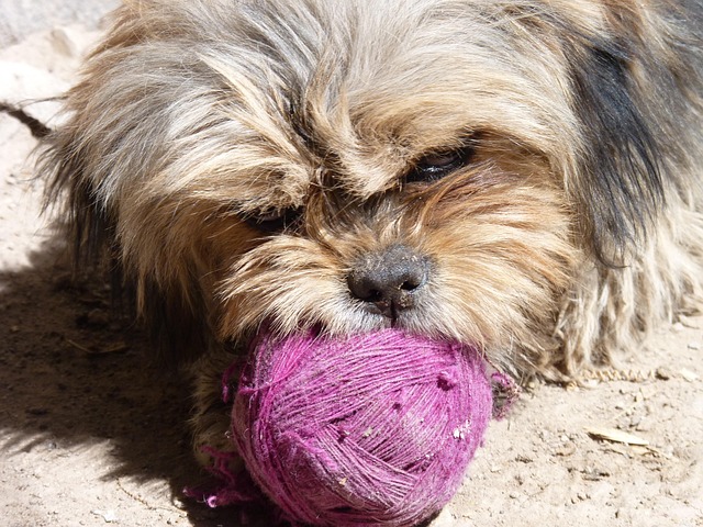 Dog Playful Brown Color Dogs - Free photo on Pixabay - Pixabay