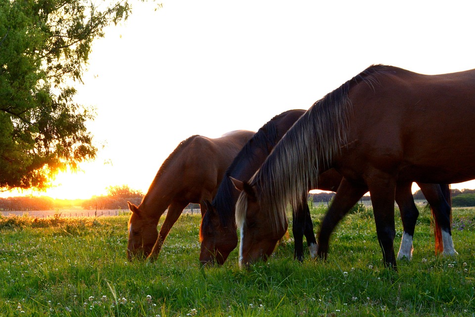 Horses Horse Group - Free photo on Pixabay - Pixabay